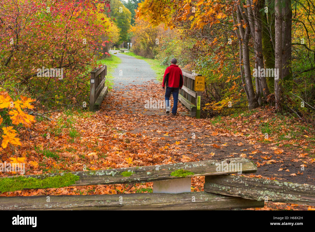 Male hiker walking along Galloping Goose trail in autumn-Metchosin ...