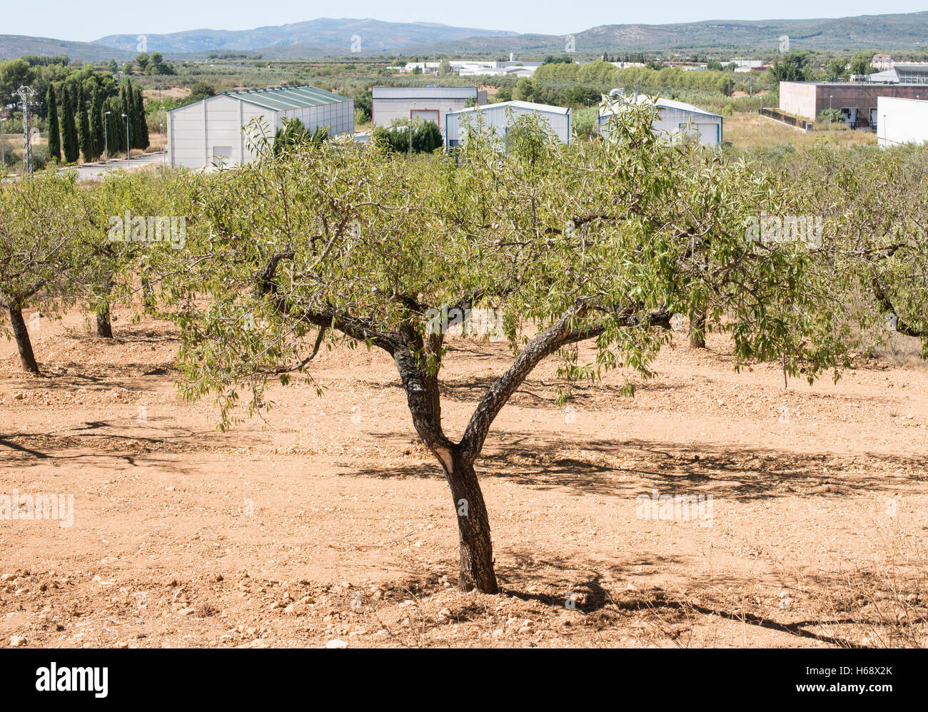 Almond trees and factory Stock Photo - Alamy