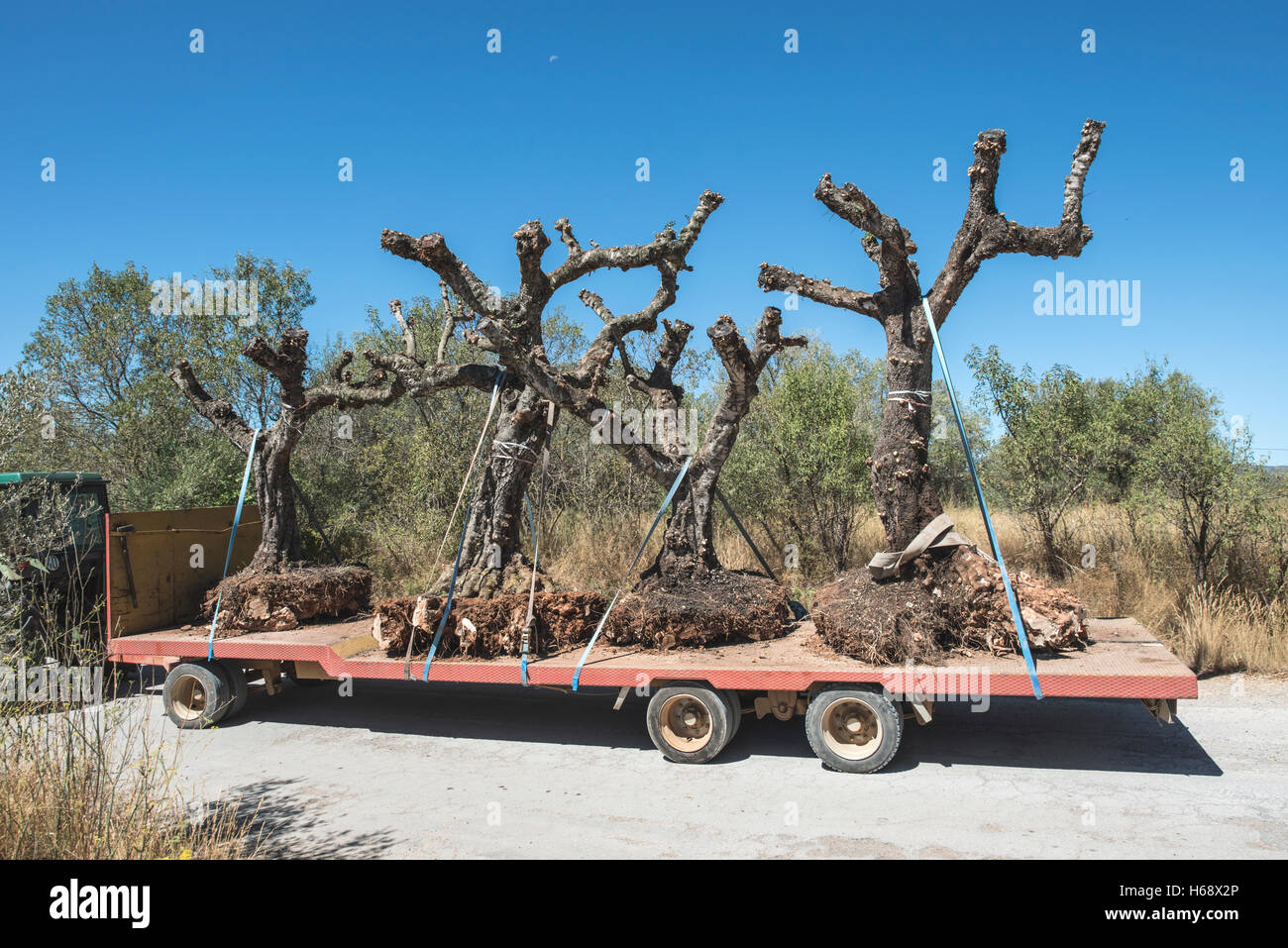 Transporting olive tree Stock Photo - Alamy