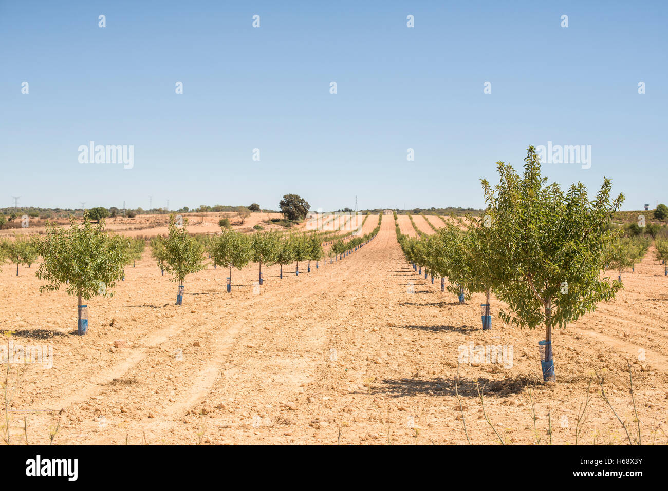 Almond plantation trees in a row Stock Photo - Alamy