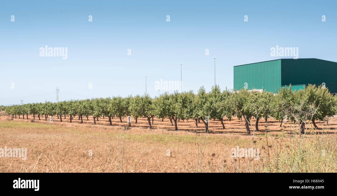 Almond trees and factory Stock Photo - Alamy