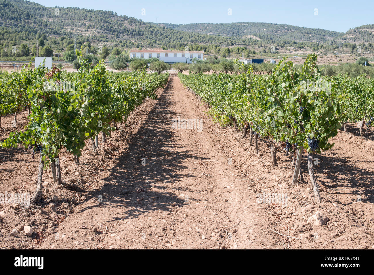 Vineyards in a rows and winery Stock Photo - Alamy