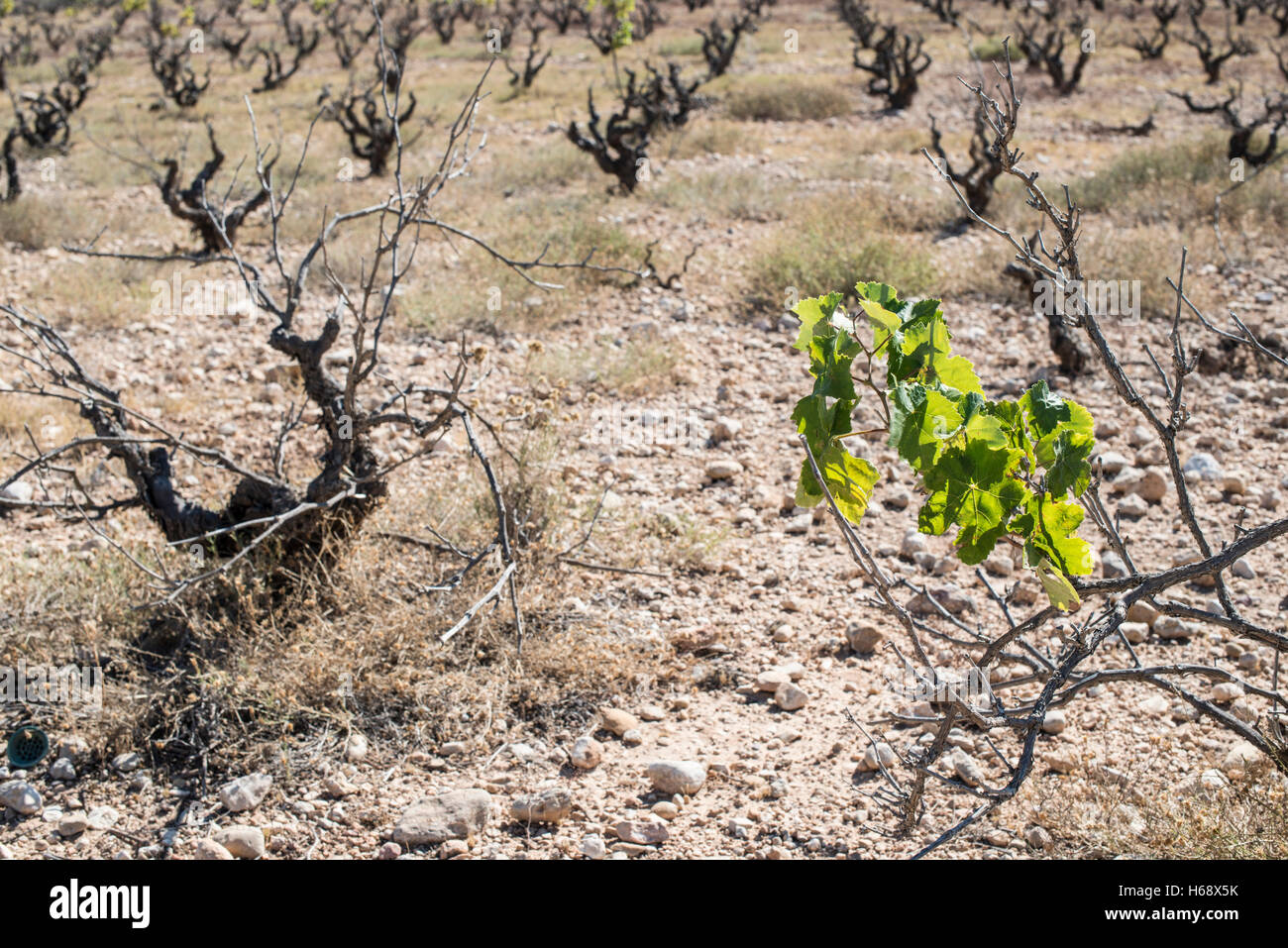 Withered grapes. Vineyards Stock Photo - Alamy
