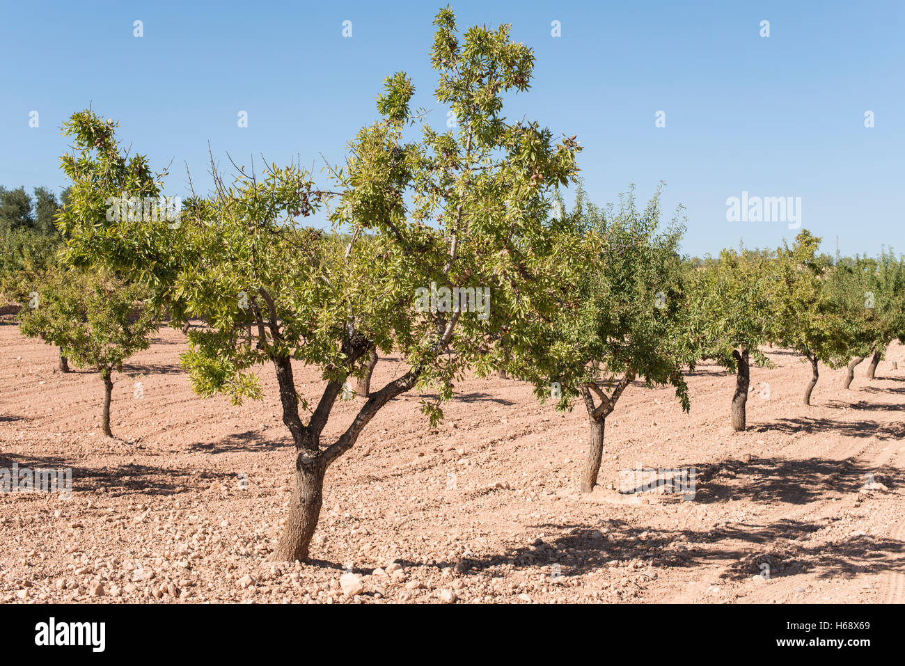 Almond plantation trees in a row Stock Photo - Alamy