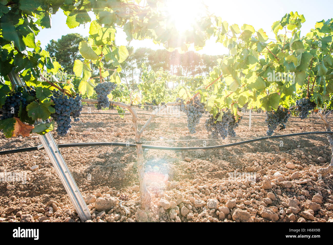 Vine grapes on sun backlight Stock Photo - Alamy