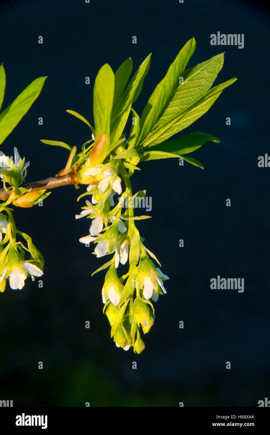 Indian plum hi-res stock photography and images - Alamy