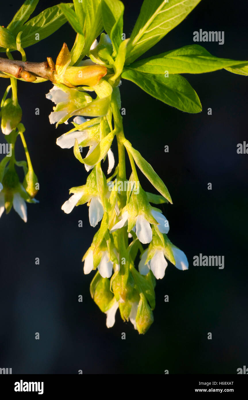 Indian plum hi-res stock photography and images - Alamy