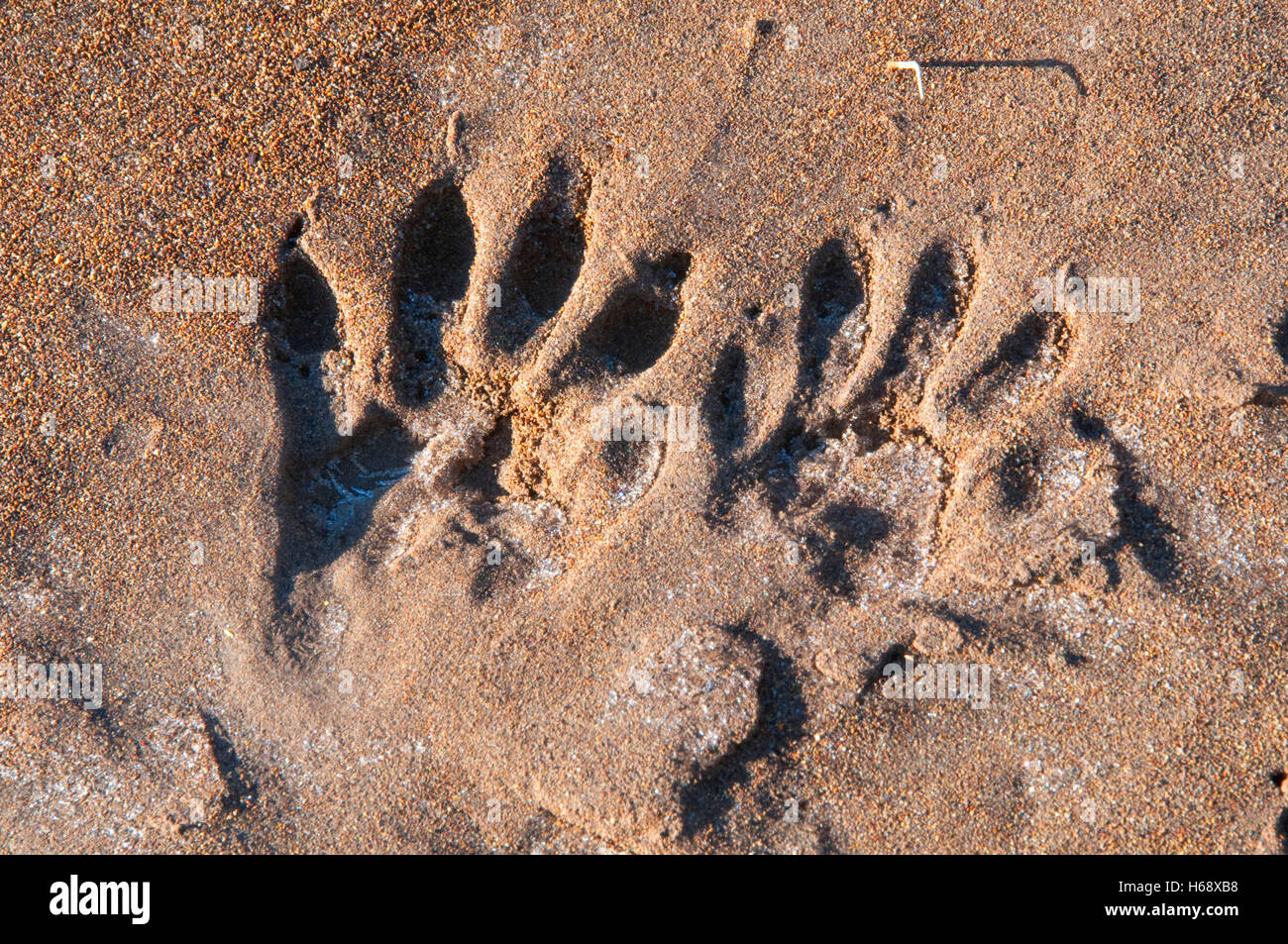 Tracks along Willamette River, Willamette Mission State Park, Oregon ...
