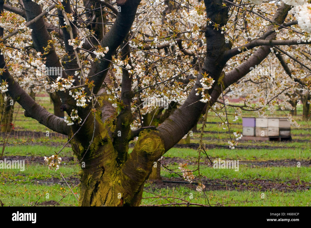 Orchard bloom hi-res stock photography and images - Alamy