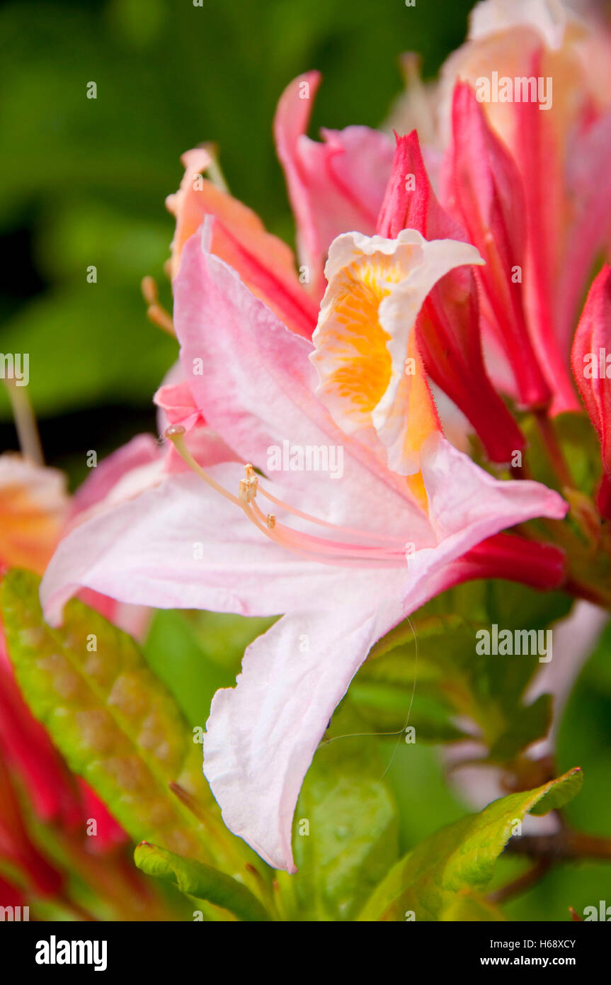 Western azalea (Rhododendron occidentale), Oregon Garden, Silverton ...