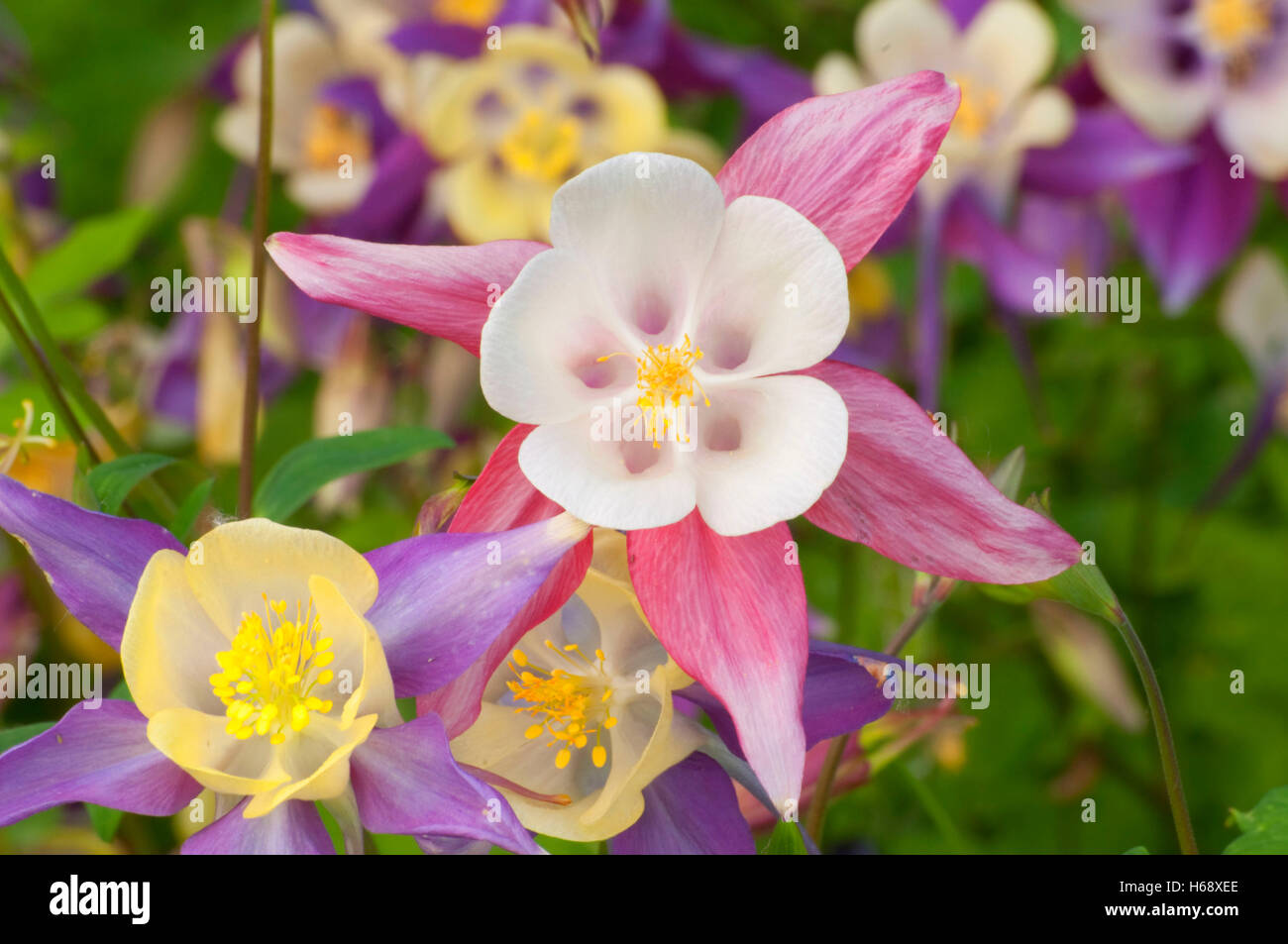 Columbine, Schreiners Iris Gardens, Keizer, Oregon Stock Photo - Alamy
