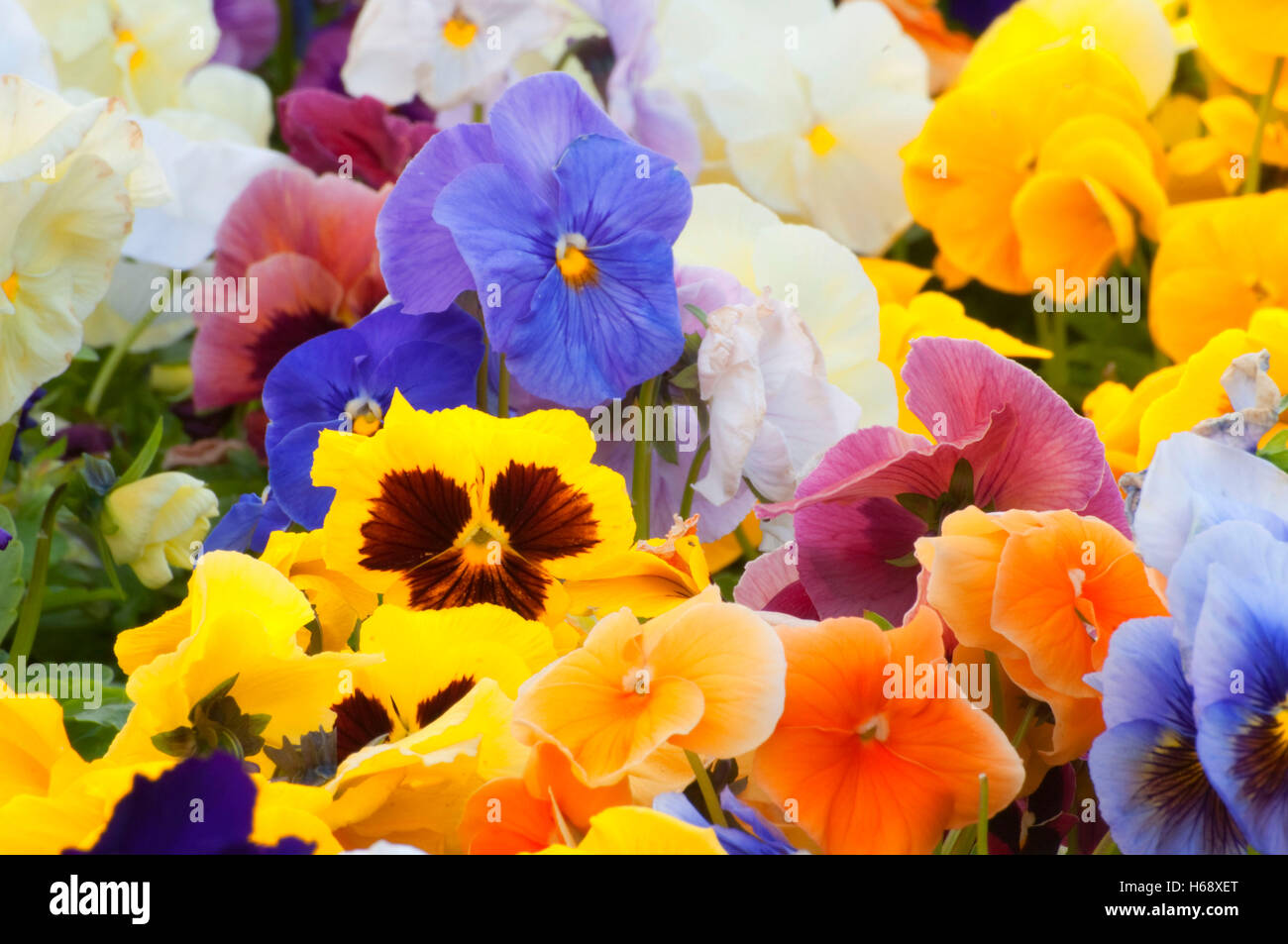 Pansies, Schreiners Iris Gardens, Keizer, Oregon Stock Photo - Alamy