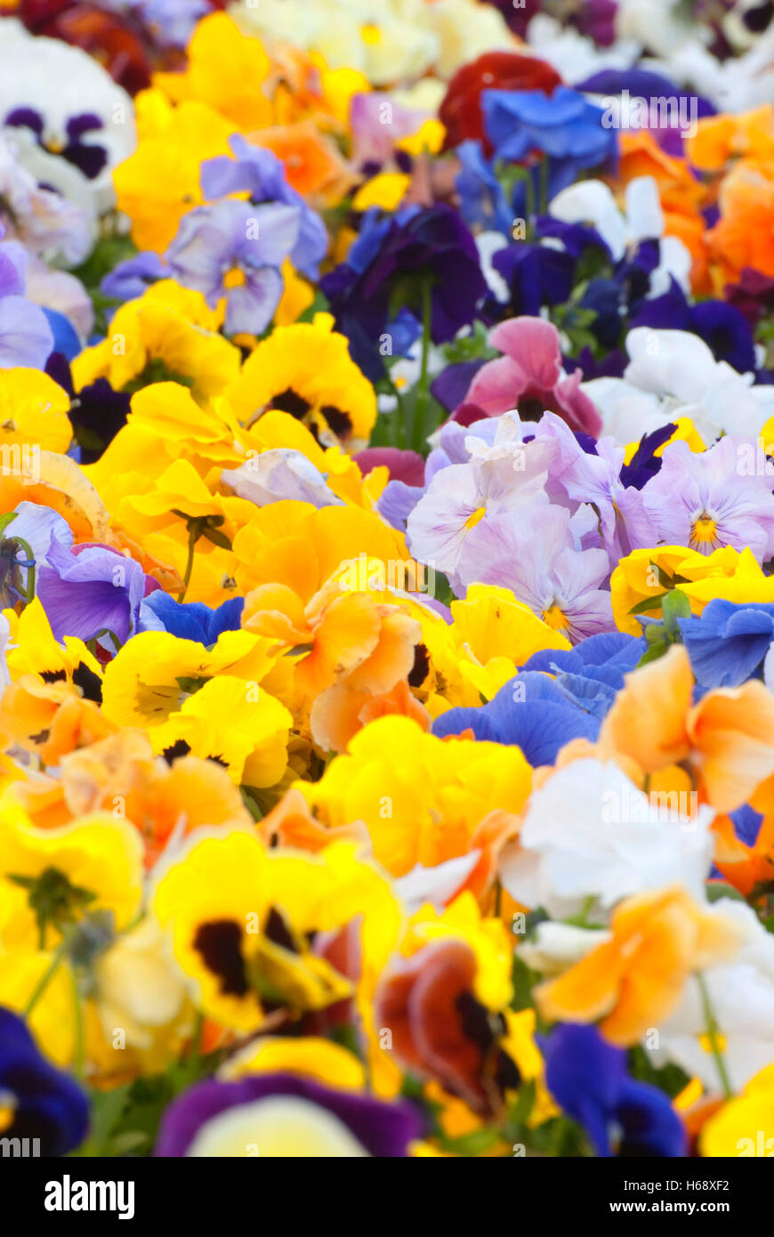 Pansies, Schreiners Iris Gardens, Keizer, Oregon Stock Photo - Alamy