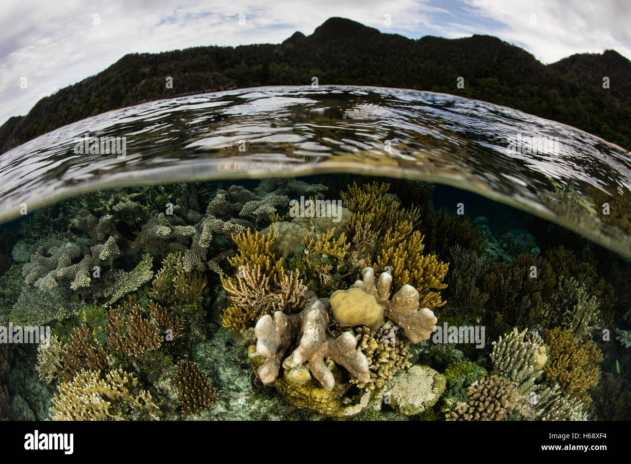 A beautiful coral reef grows in Wayag, Raja Ampat, Indonesia. This ...