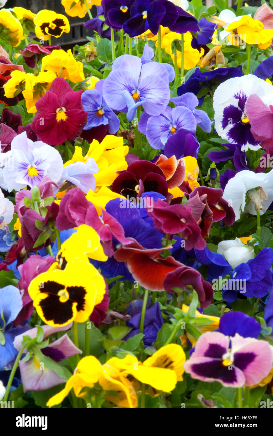 Pansies, Schreiners Iris Gardens, Keizer, Oregon Stock Photo - Alamy