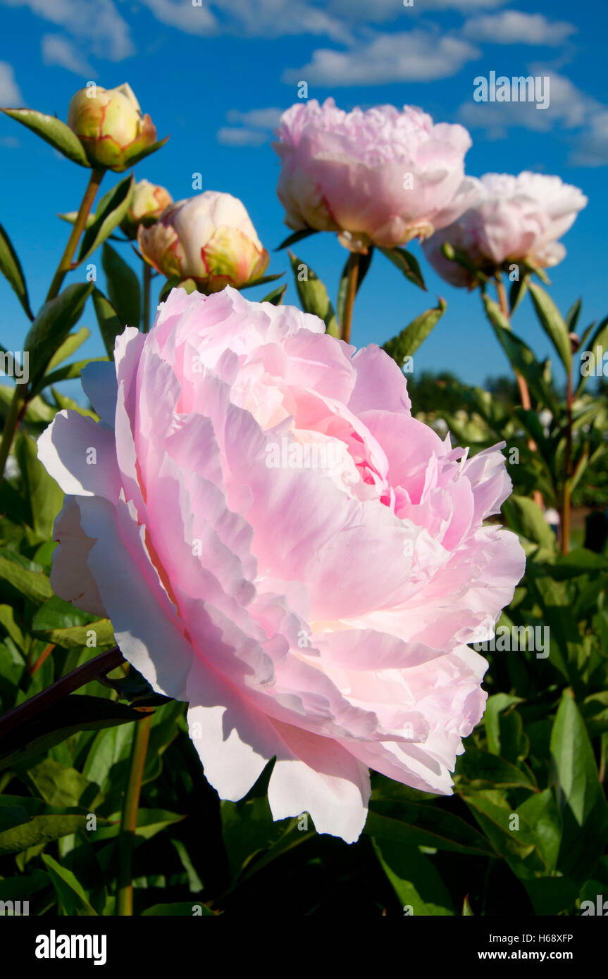 Paeonia wild hi-res stock photography and images - Alamy