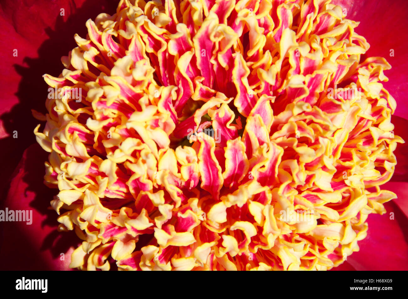 Roselette peony, Adelman Peony Garden, Brooks, Oregon Stock Photo - Alamy