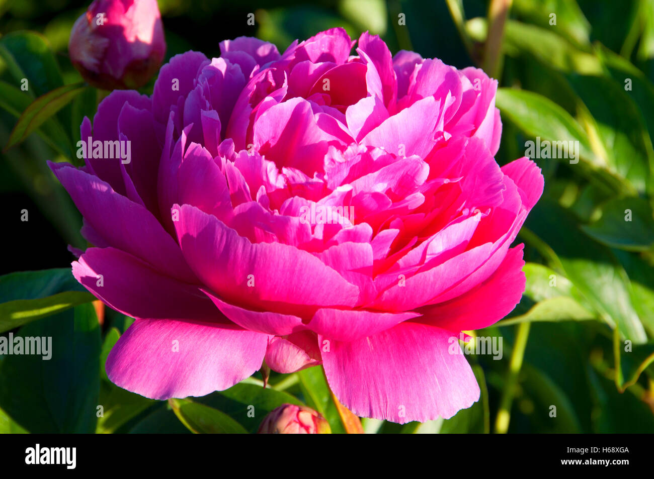 Rozella hi-res stock photography and images - Alamy