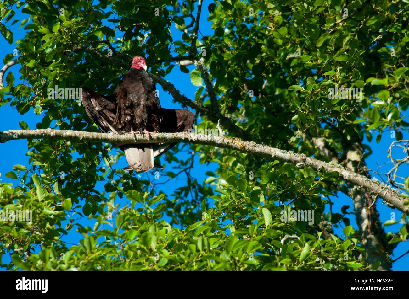 Turkey vulture, Willamette Mission State Park, Oregon Stock Photo - Alamy