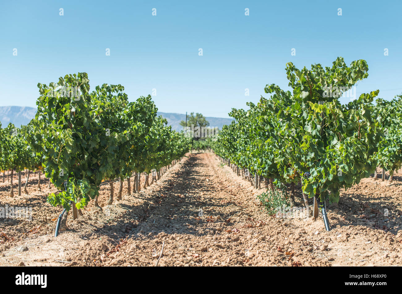 Vine grapes on sunlight Stock Photo - Alamy