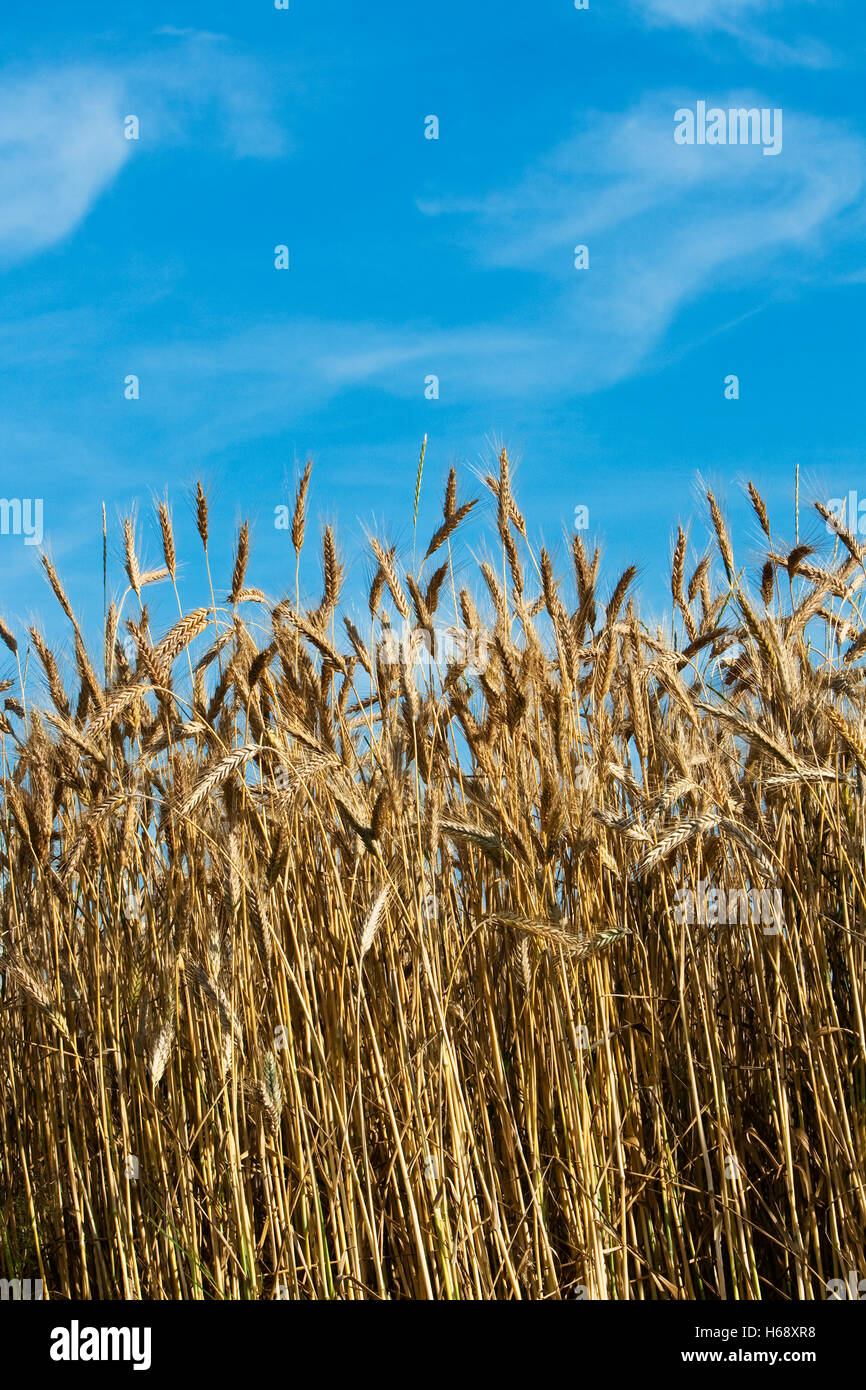Wheat field (Triticum Stock Photo - Alamy