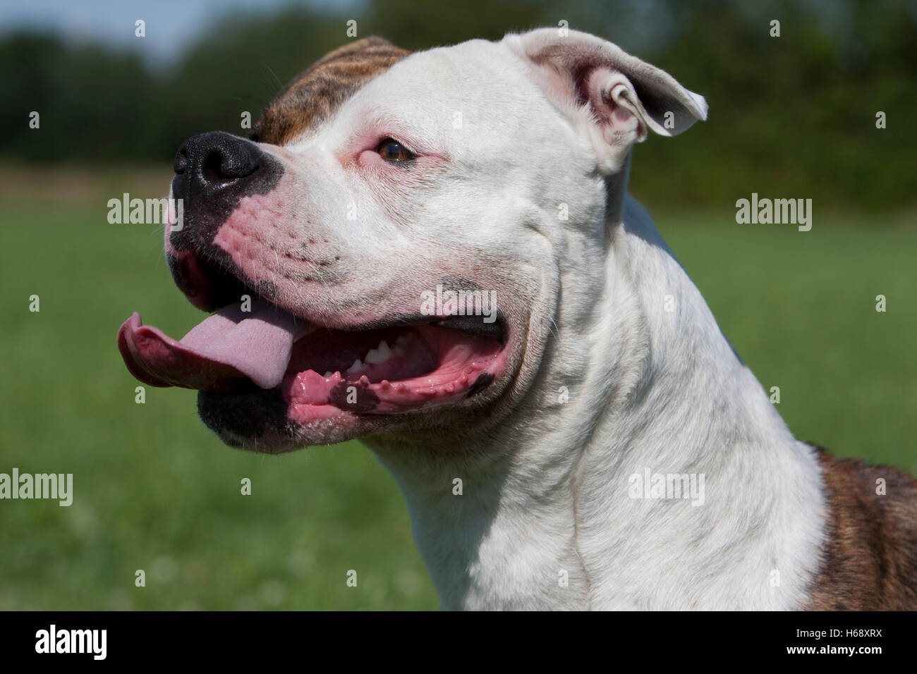 American bulldog breeds hi-res stock photography and images - Alamy