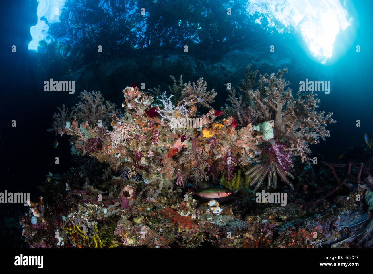A colorful array of invertebrates thrive on a biodiverse coral reef ...