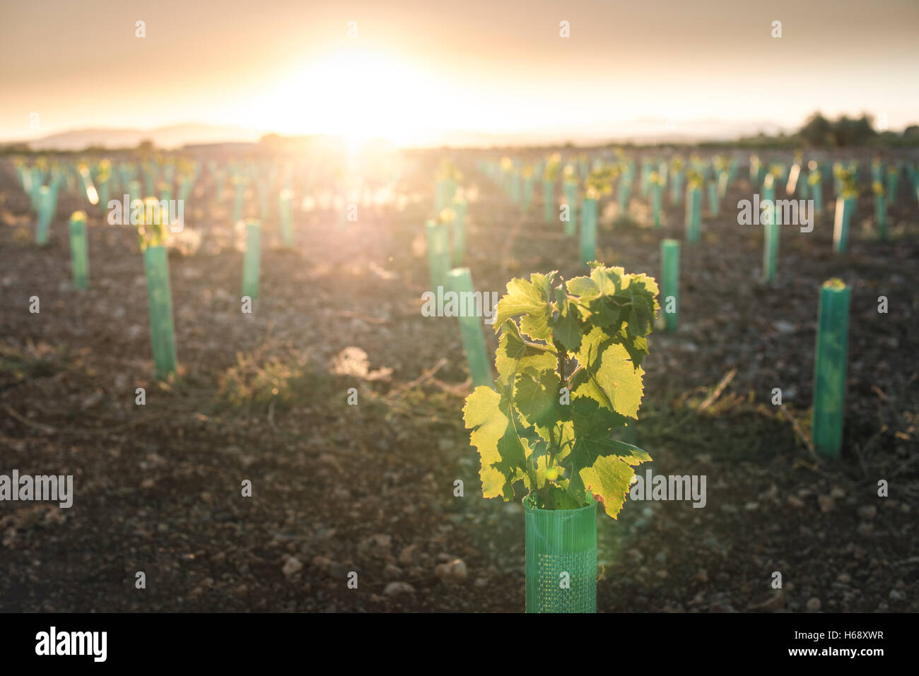 New planted vineyards at sunset. Sun rays Stock Photo - Alamy