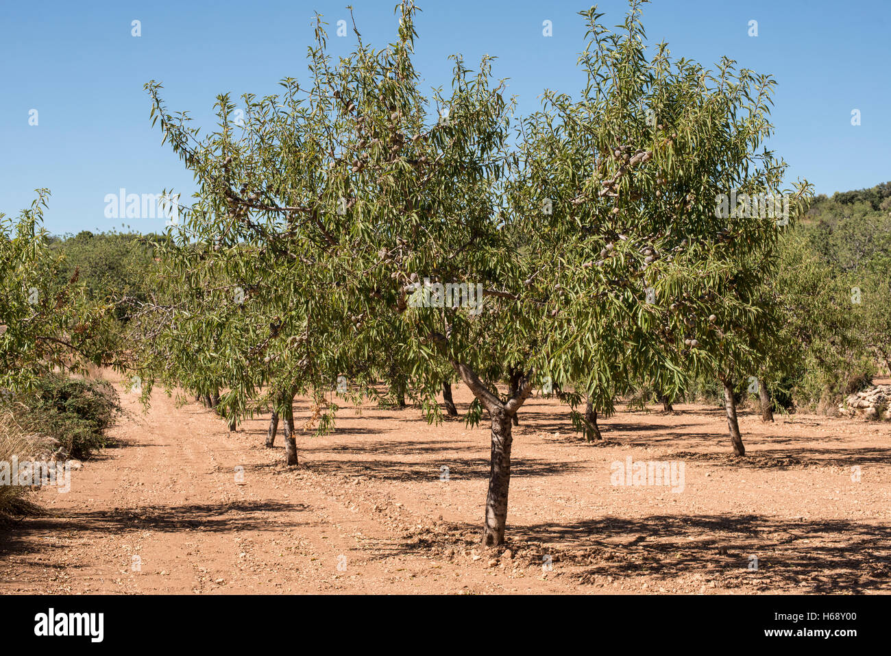 Almond plantation trees in a row Stock Photo - Alamy
