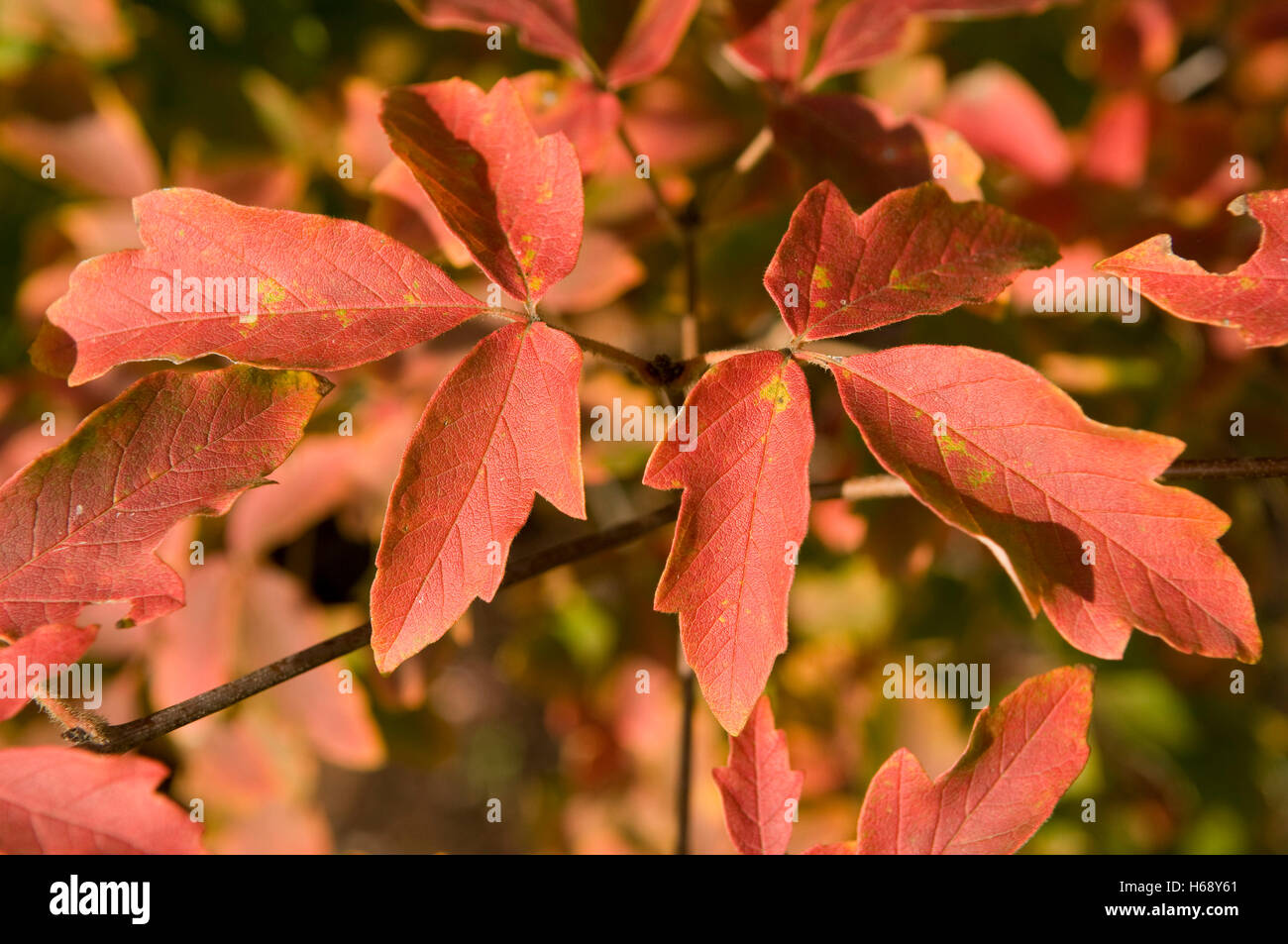 Acer griseum hi-res stock photography and images - Alamy