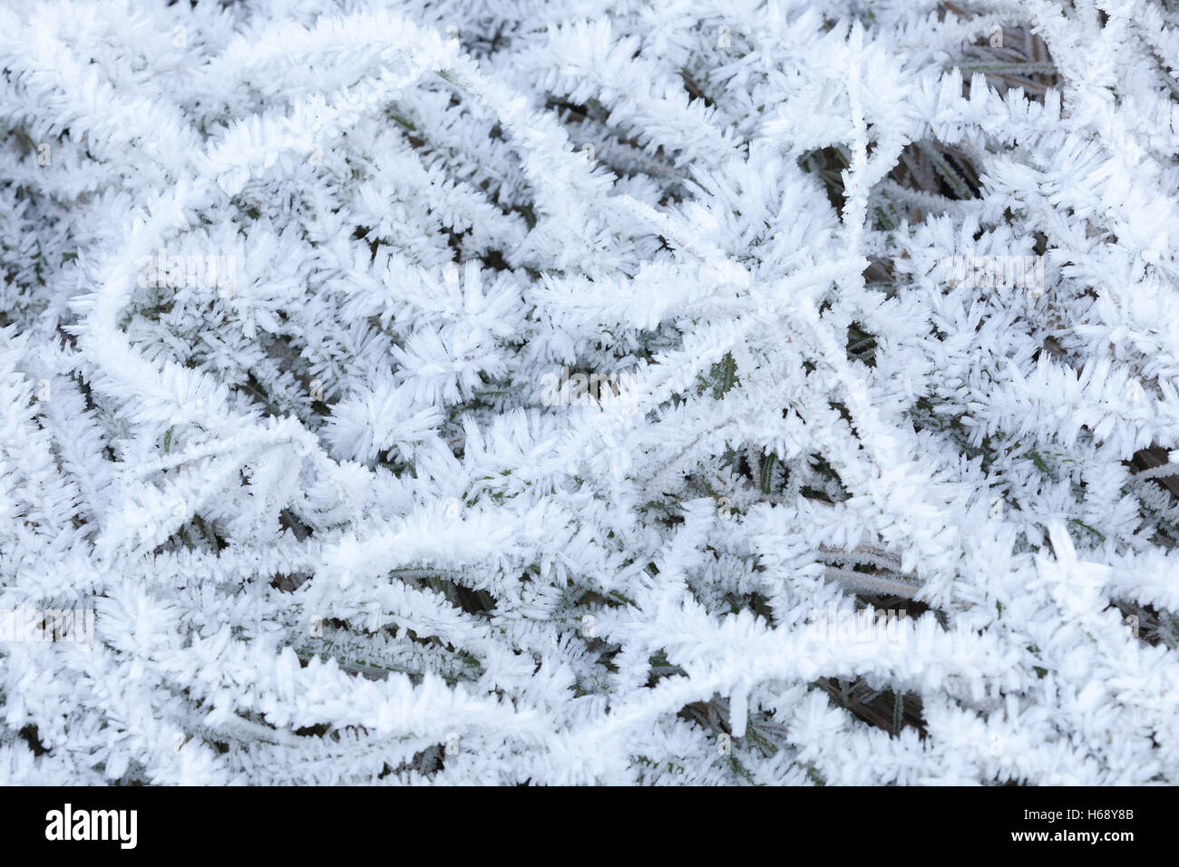 Frost covers ground hi-res stock photography and images - Alamy