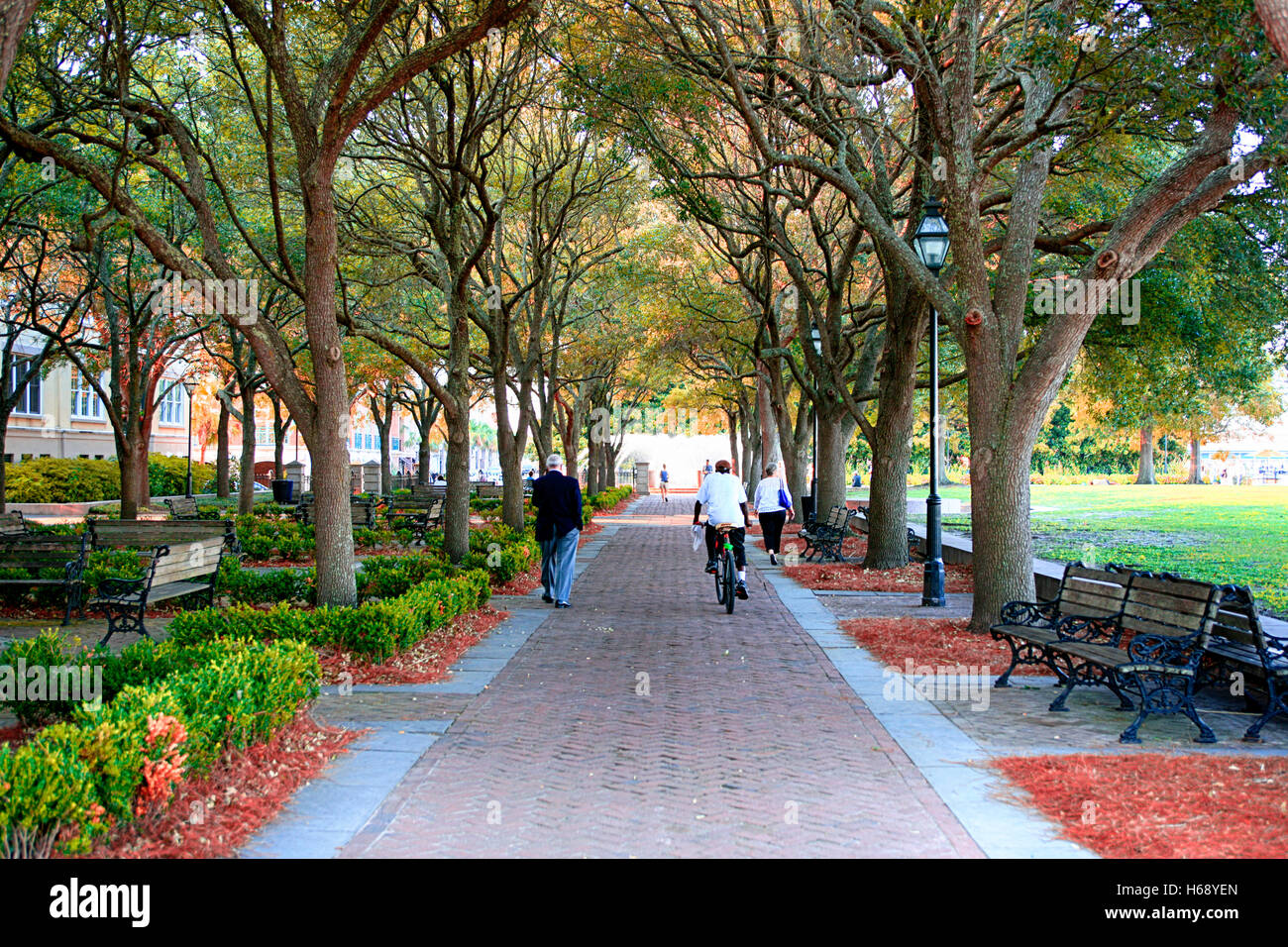 The tree covered walkway in the Charleston Waterfront Park, SC Stock ...