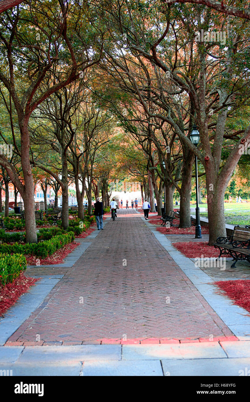 The tree covered walkway in the Charleston Waterfront Park, SC Stock ...