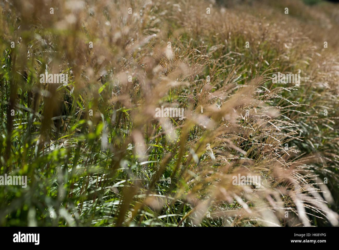 Crop view hi-res stock photography and images - Alamy