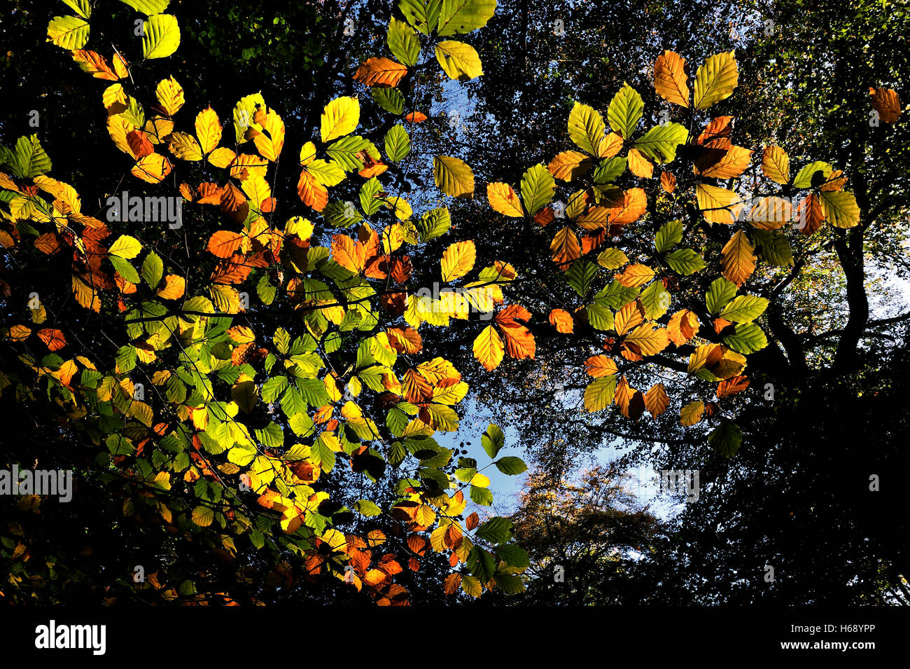 Leaves fall essex tree hi-res stock photography and images - Alamy