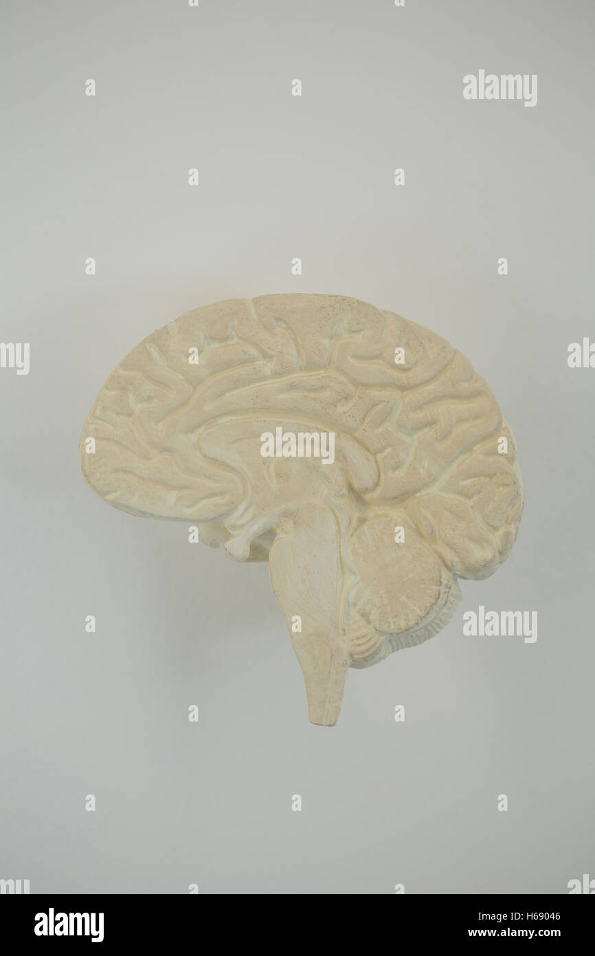 Human brain cortex hi-res stock photography and images - Alamy