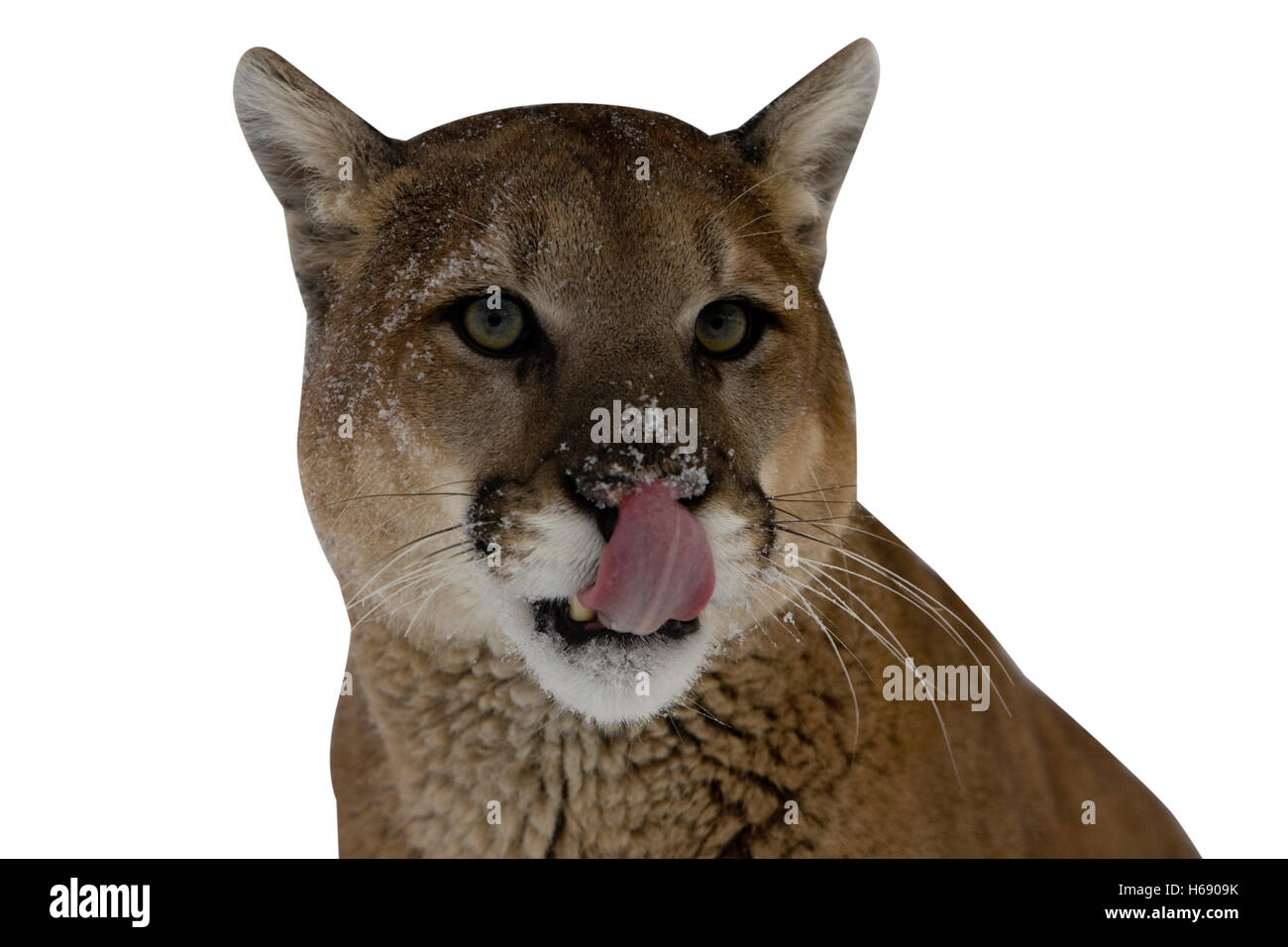 Puma or Mountain lion, Puma concolor, single cat head shot, captive ...