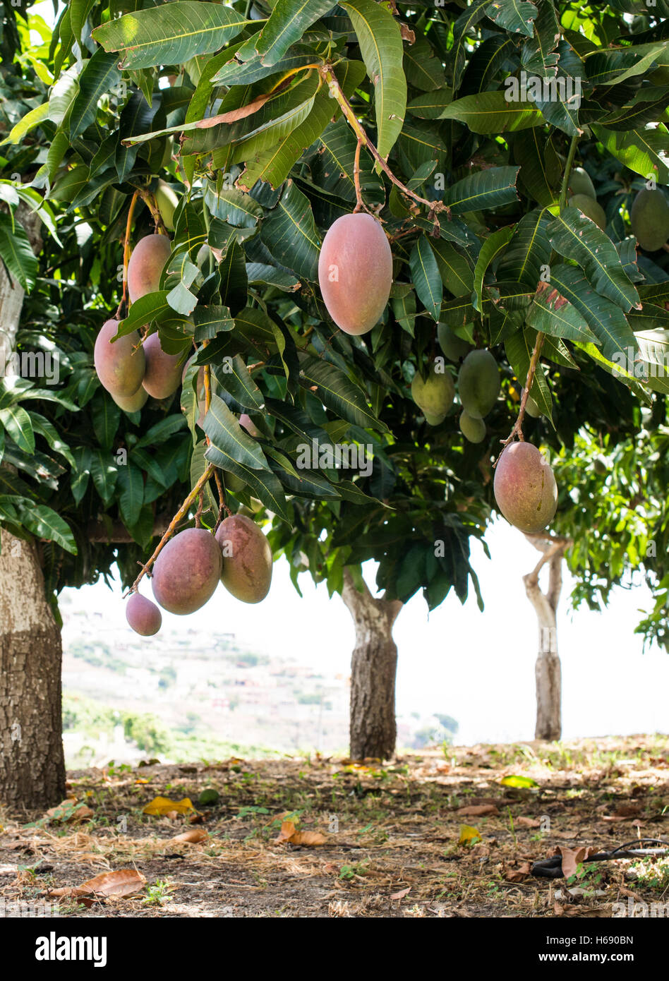 Mangoes on branch. Close up Stock Photo - Alamy