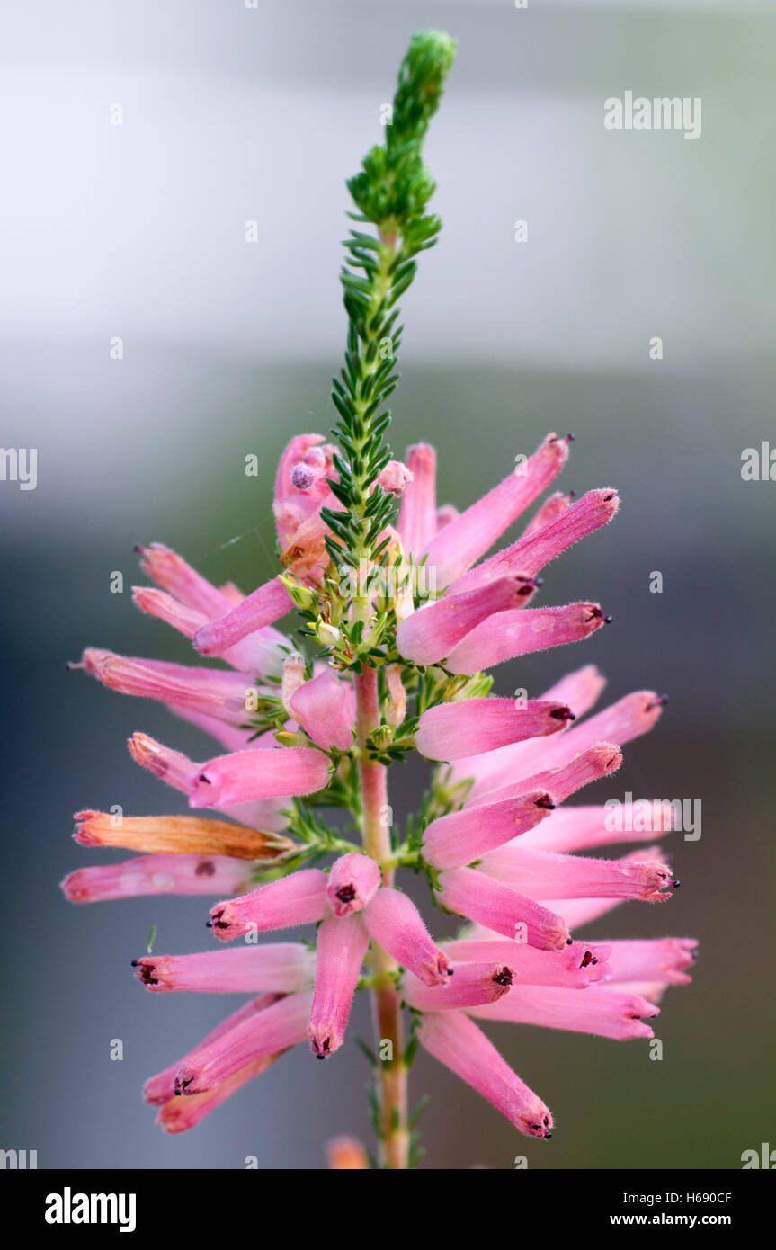 Erica species hi-res stock photography and images - Alamy
