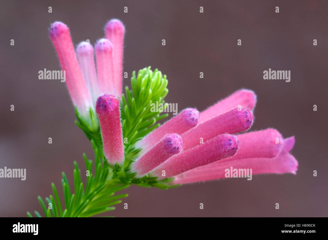 Erica species hi-res stock photography and images - Alamy