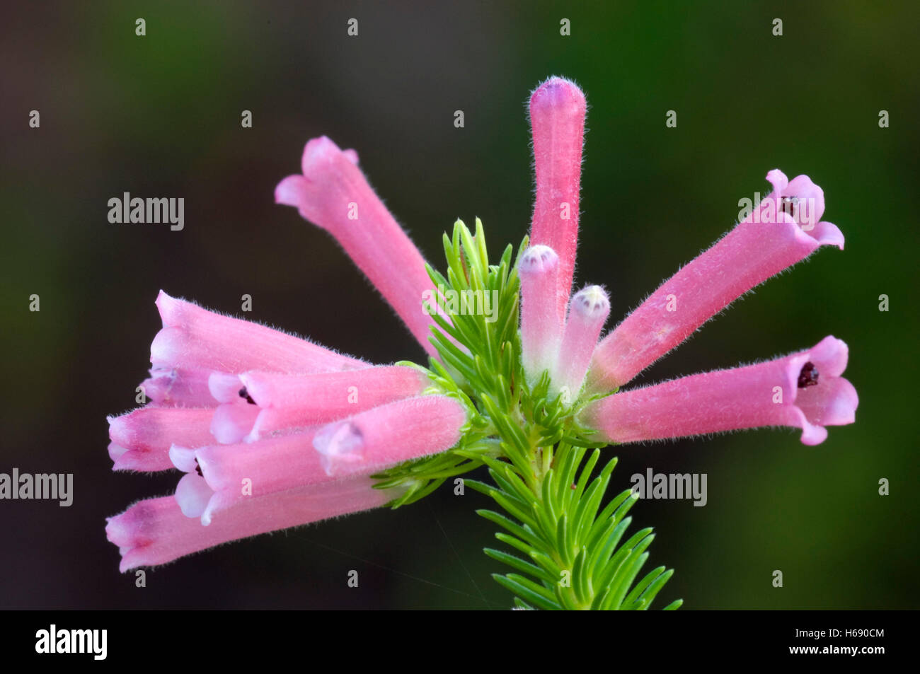 Erica species hi-res stock photography and images - Alamy