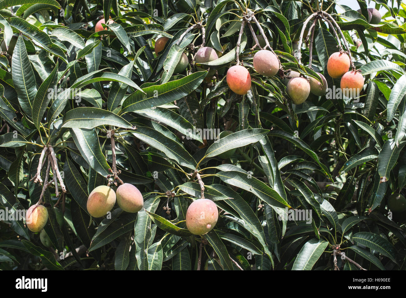 Mangoes on branch. Close up Stock Photo - Alamy