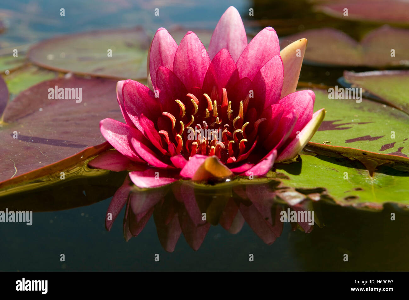 Pond with water lily (Nymphaea), Westfalenpark, Dortmund, Ruhrgebiet ...