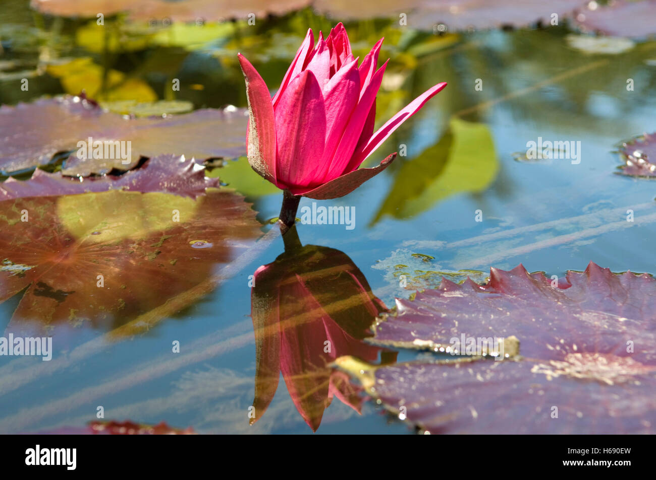 Pond with water lily (Nymphaea), reflection, Westfalenpark, Dortmund ...