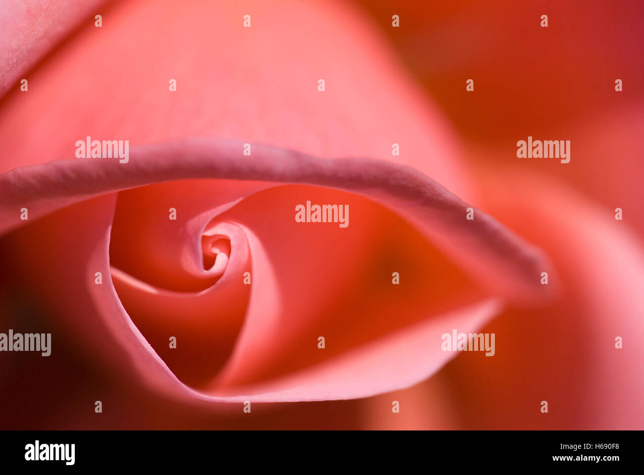 Rose (Rosa), flower Stock Photo - Alamy