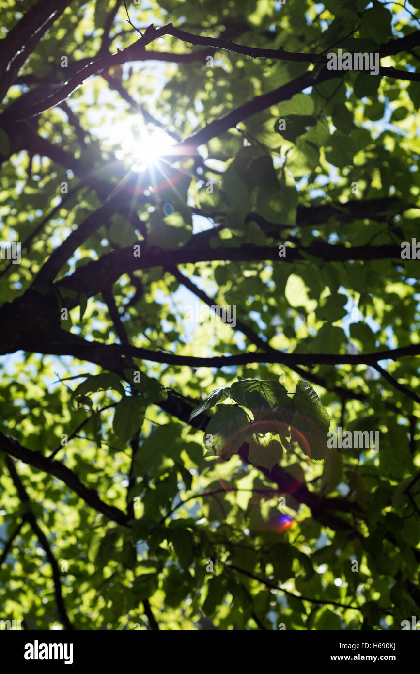 View of tree with sunlight Stock Photo - Alamy