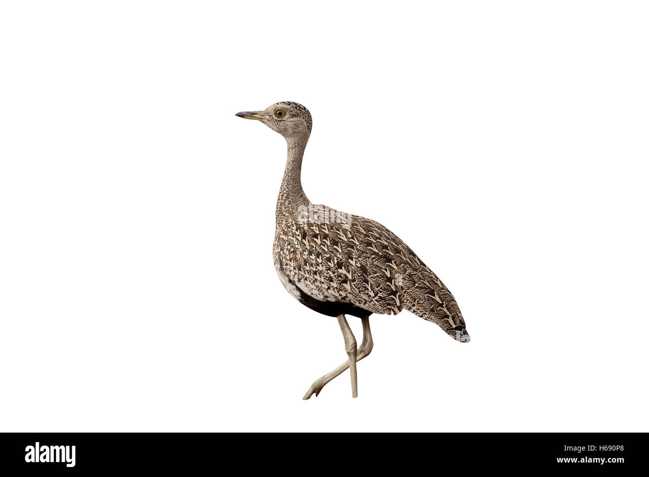Crested bustard Cut Out Stock Images & Pictures - Alamy