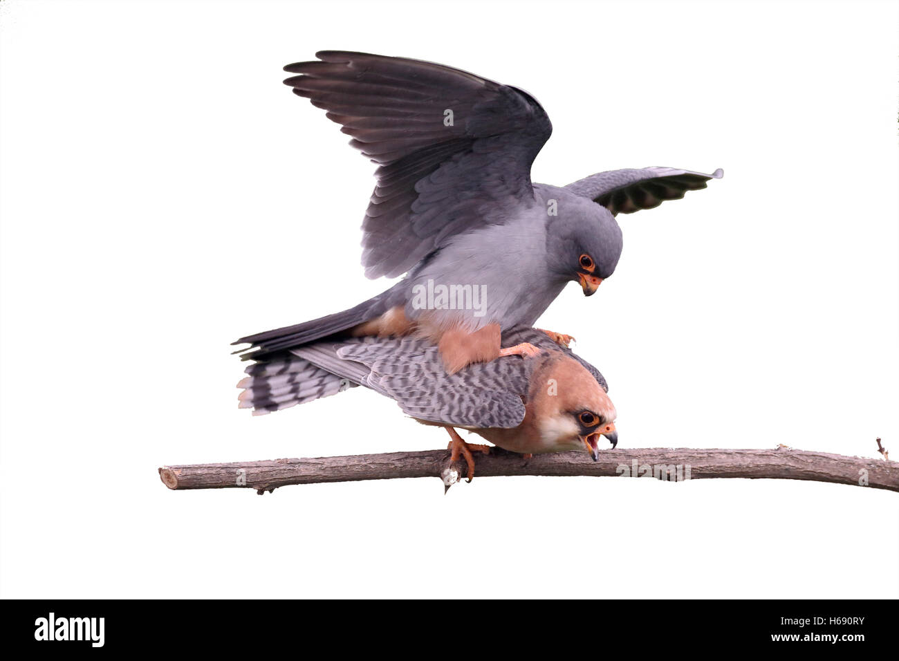 Red-footed falcon, Falco vespertinus, pair mating, Hungary, May 2016 ...