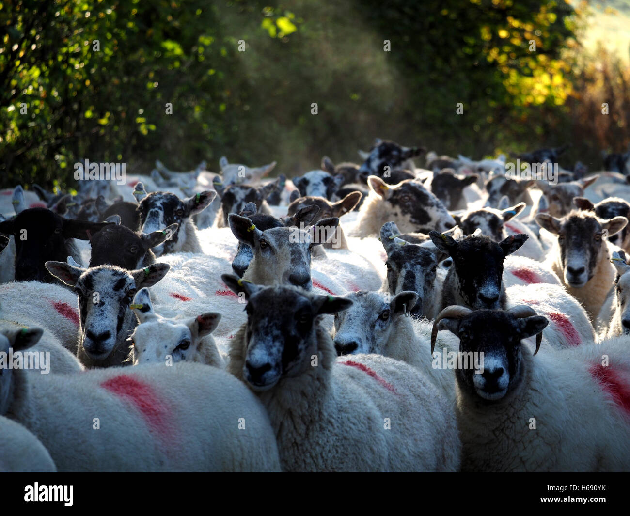 flock of steaming sheep in misty morning light being driven along ...