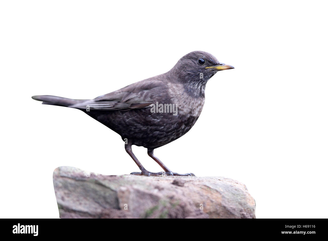 Ring ouzel yorkshire hi-res stock photography and images - Alamy